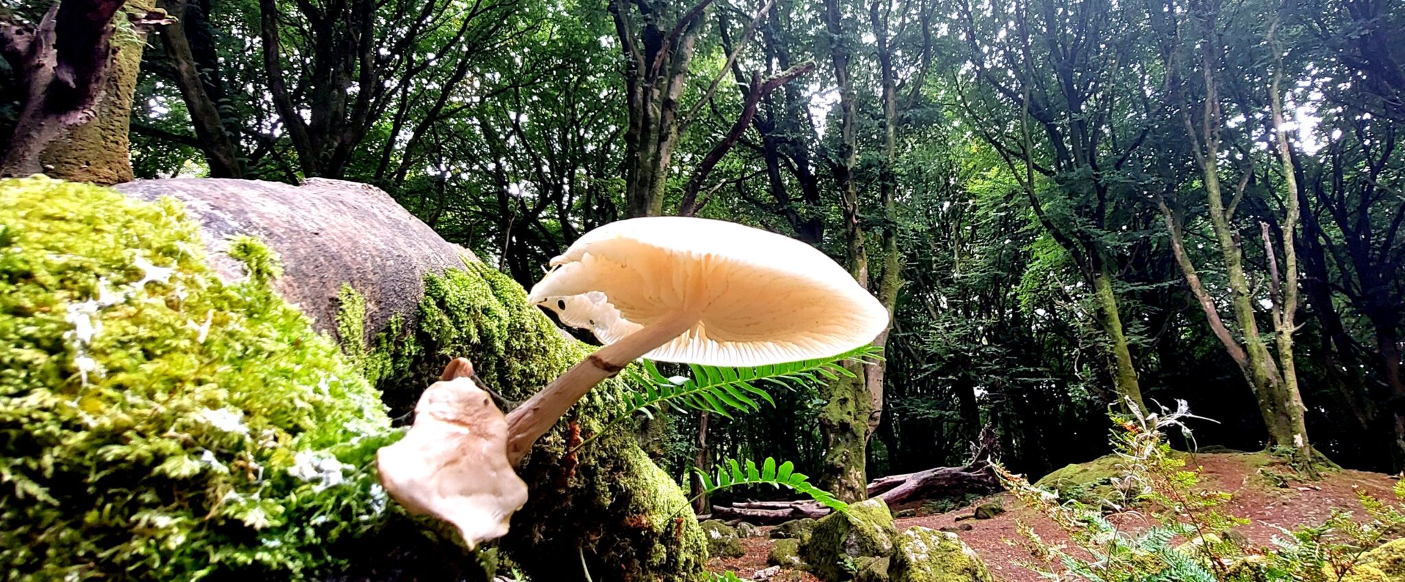 Forest Biodiversity in Ireland - Ecoplan Forestry