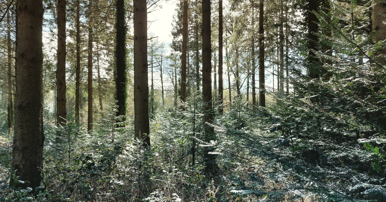 Continuous Cover Forestry in Ireland Ecoplan Forestry