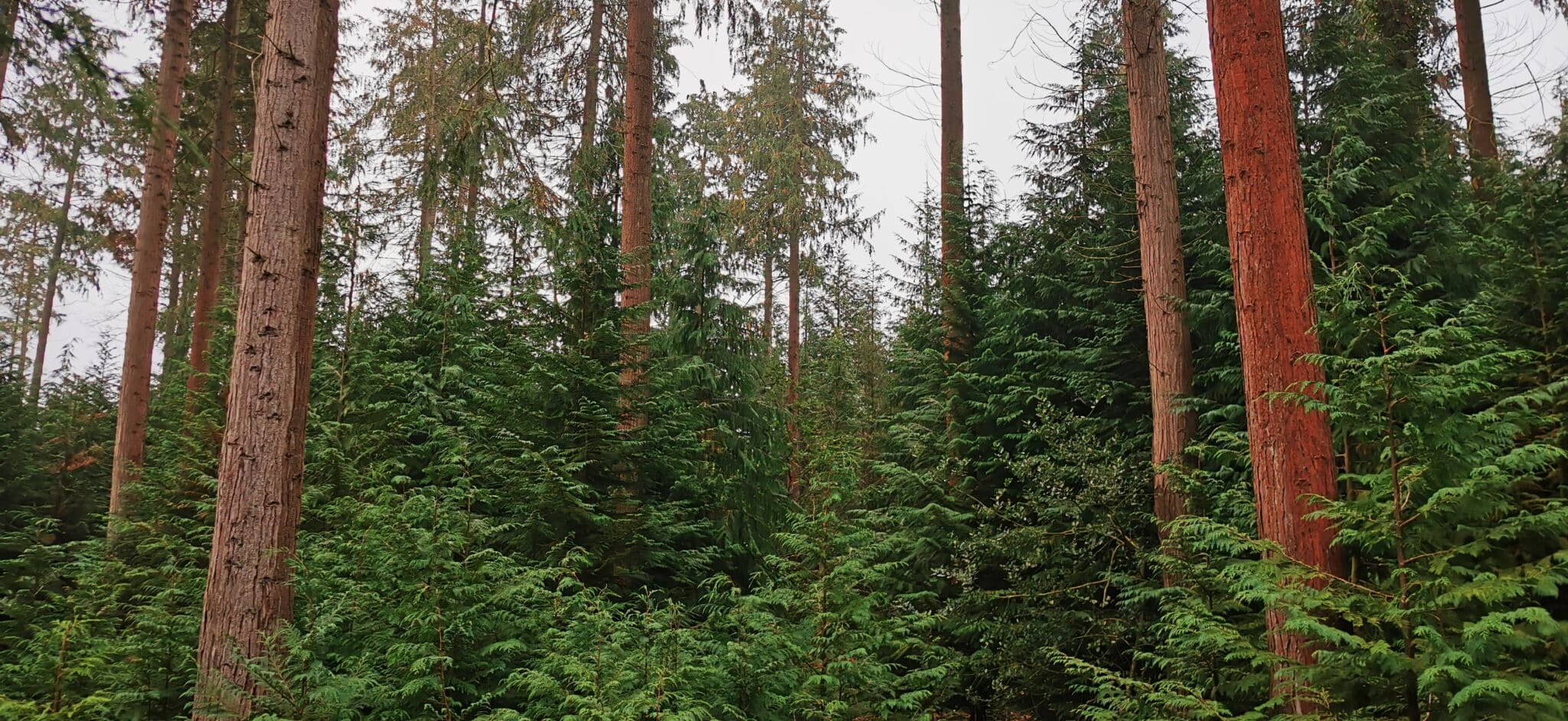 Continuous Cover Forestry in Ireland Ecoplan Forestry